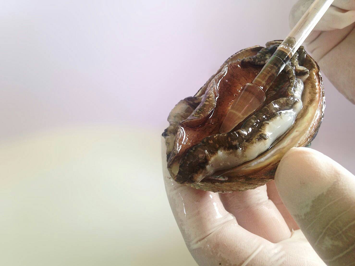 Abalone Serum - AOVA